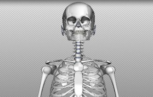 BioDigital Human | CONNECTwww.com